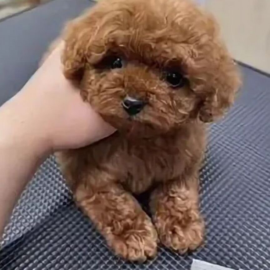 Той-пудель, щенок