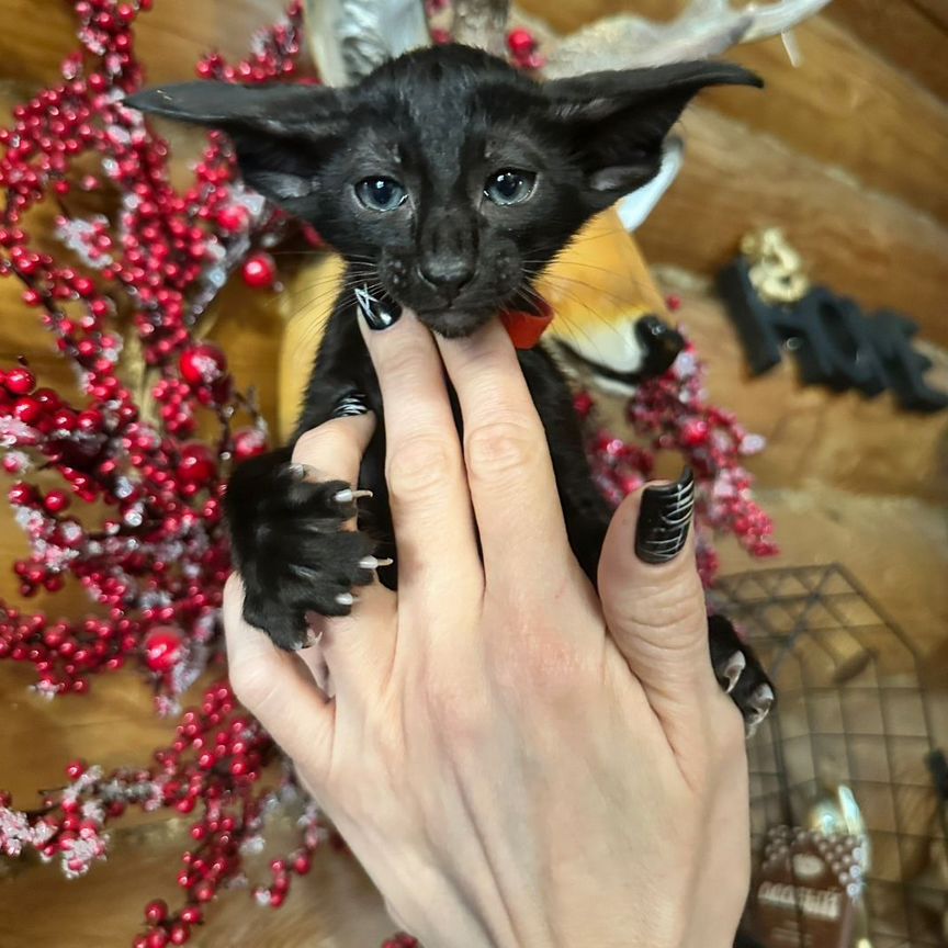 Ориентальный котёнок