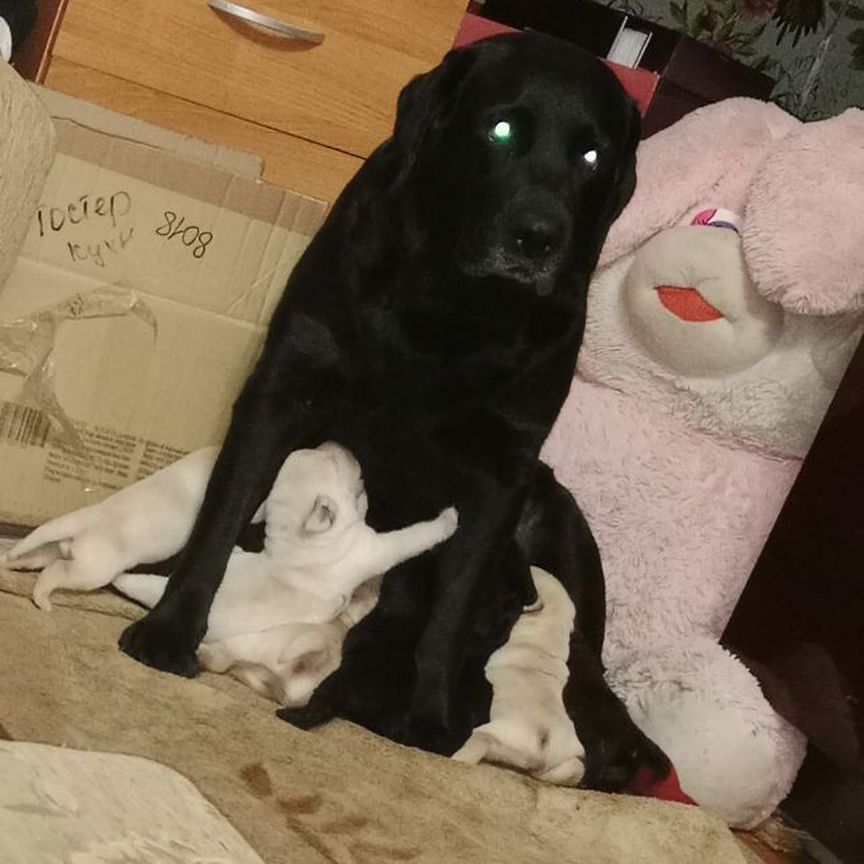 Собаки