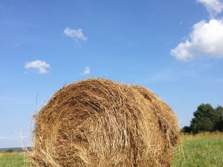 Сено в рулонах