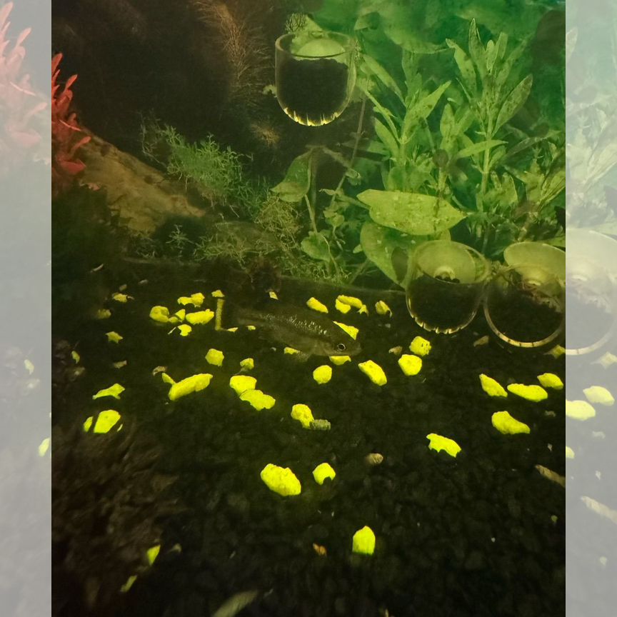 Амека глянцевая Моллинезии