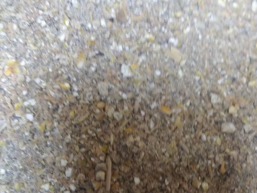 Комбикорм зерно пшеница ячмень