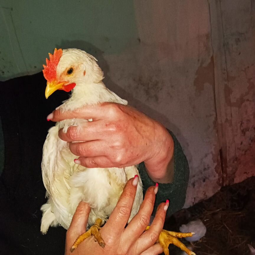 Леггорн петушки