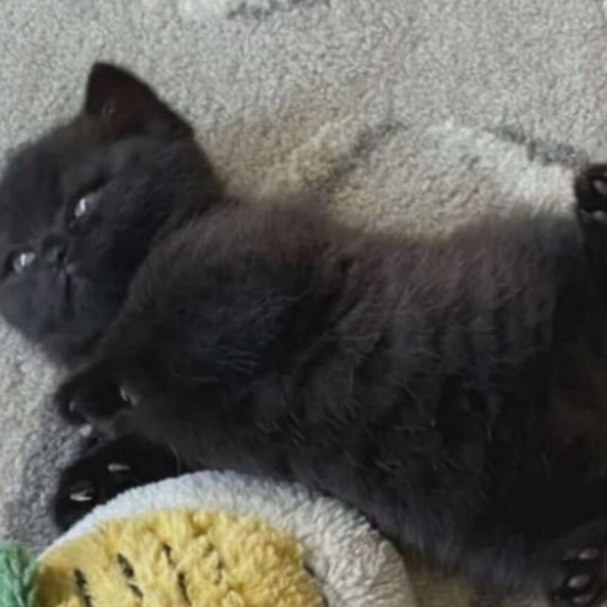 Шотландики