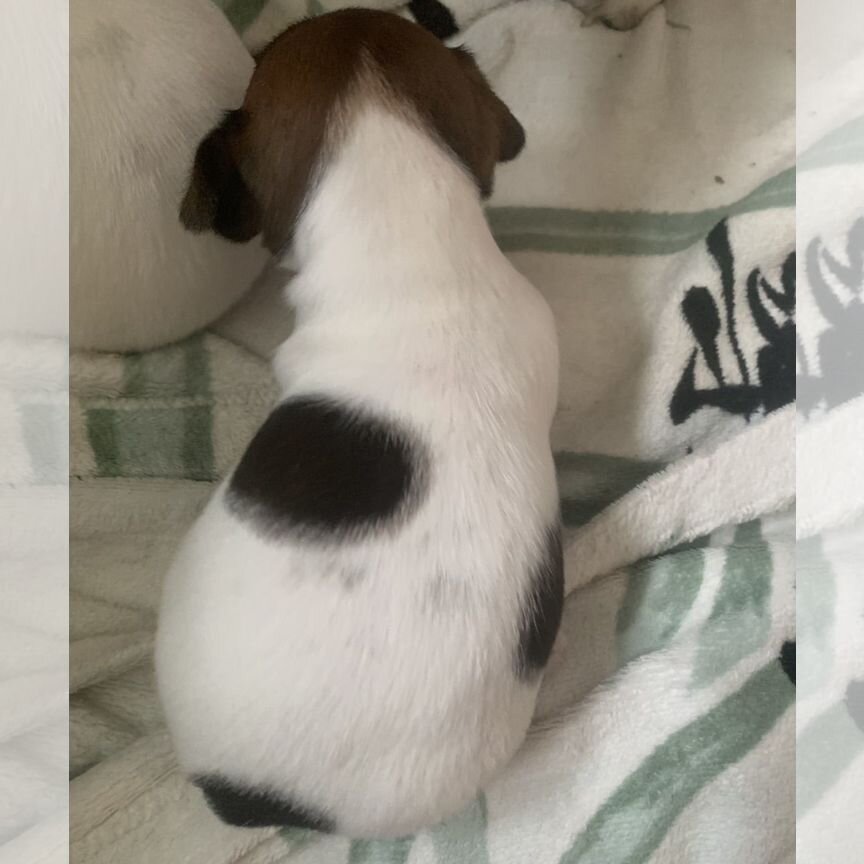 Джек-рассел-терьер, щенок