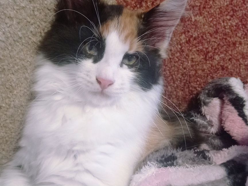 Котята мейн-кун