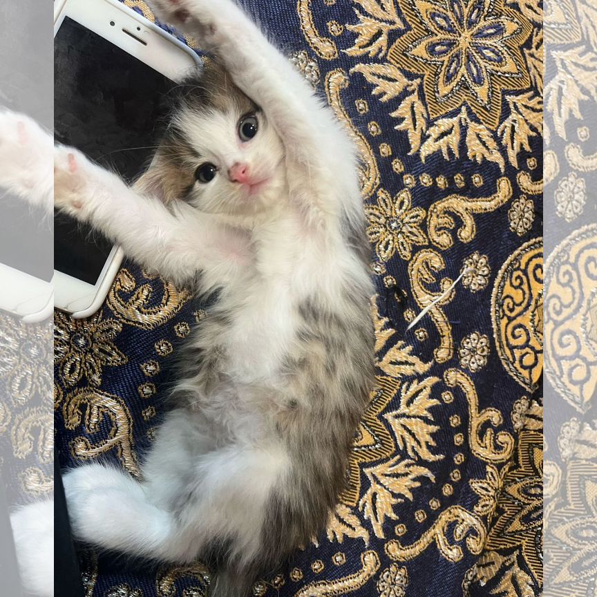 Котенок