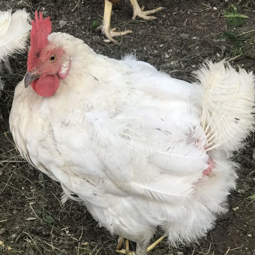 Куры несушки продам
