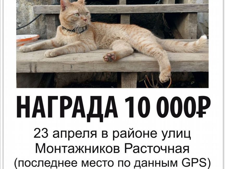 Потерялся рыжий кот