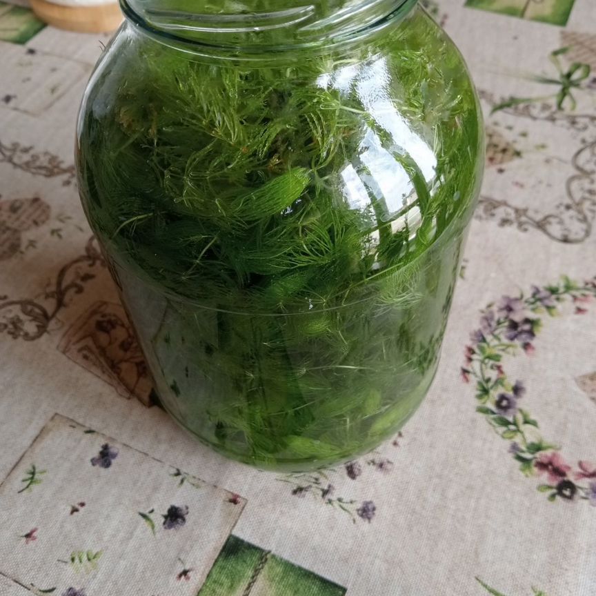 Роголистник