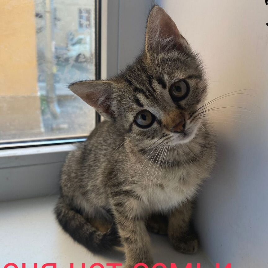 Котёнок люси, 2.5 мес., камышового окраса