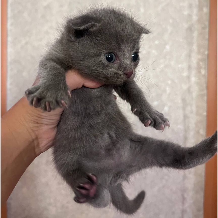 Шотландский вислоухий короткошёрстный котёнок