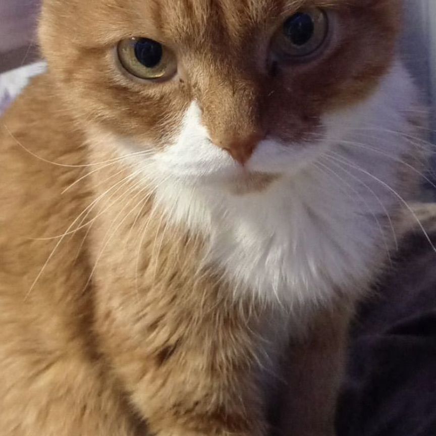 Взрослый кот в добрые руки