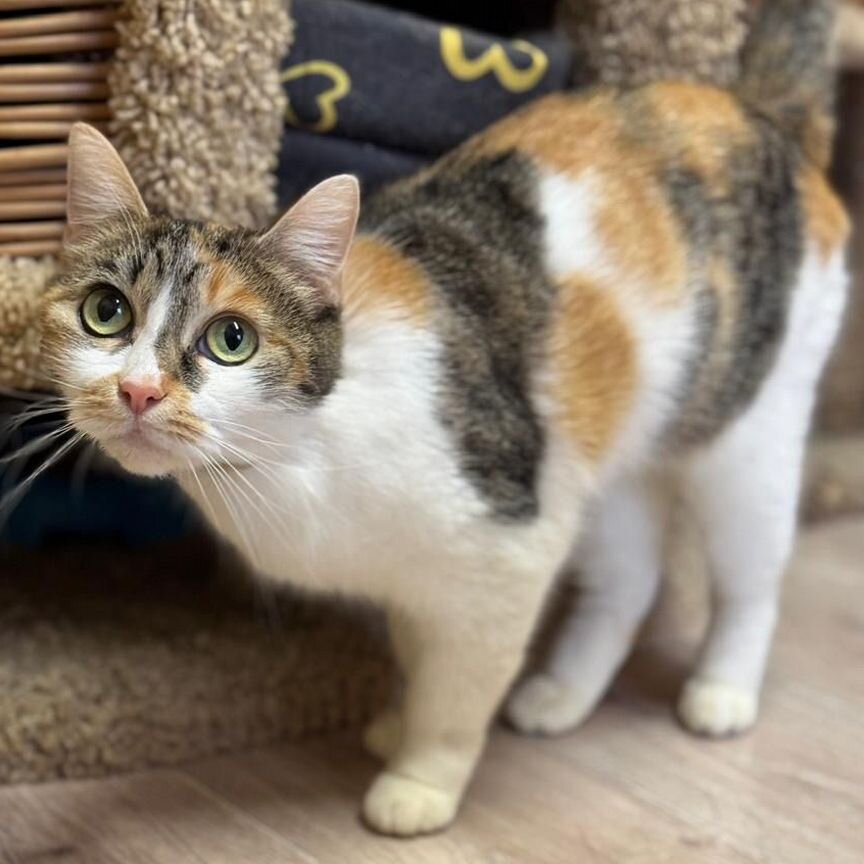 Кошечка хочет домой