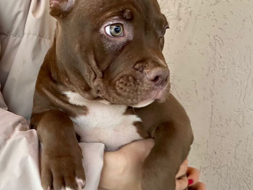 Американский булли classic