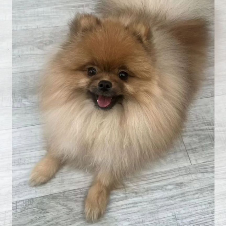 Померанский шпиц, щенок