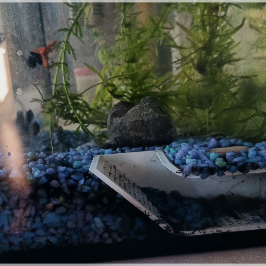 Домик для рыбок, сомиков