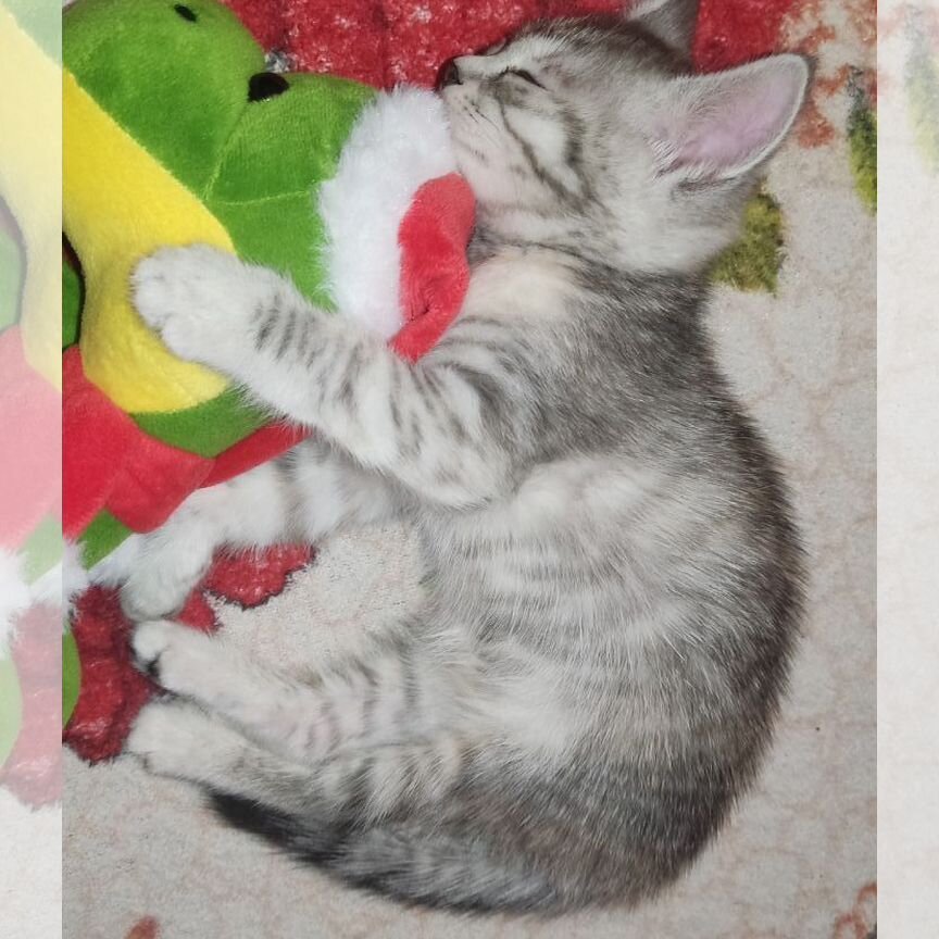 Котята