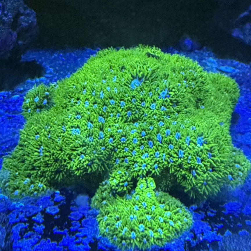 Морские кораллы sps & lps аквариум