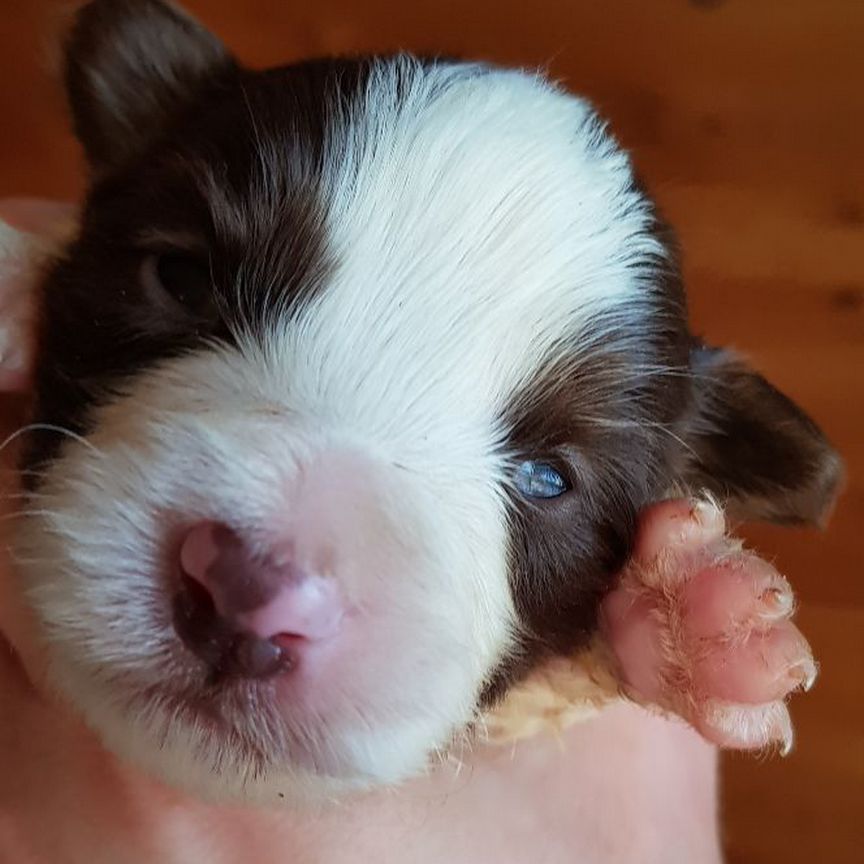 Бордер-колли, щенок