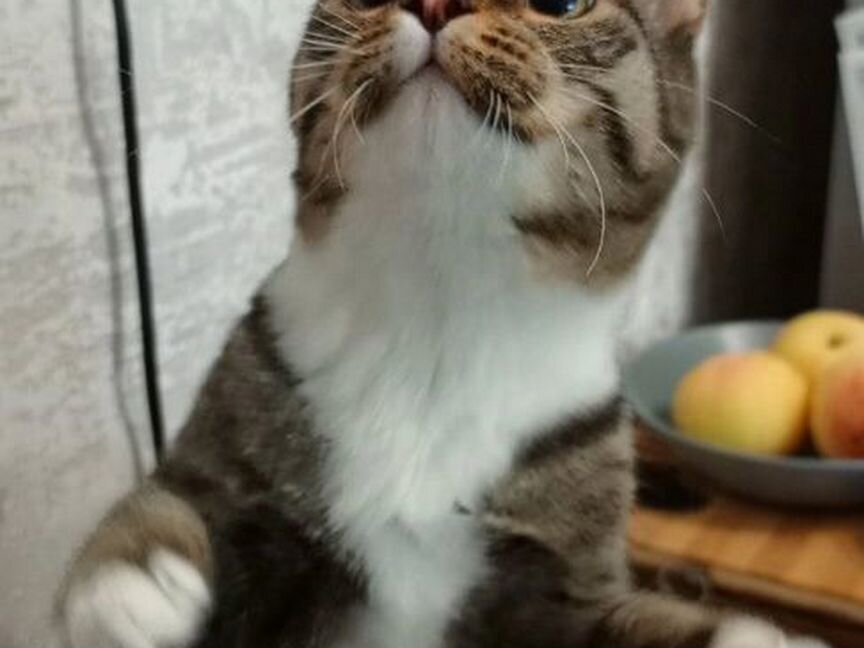 Полосатый Котик подросток ищет дом