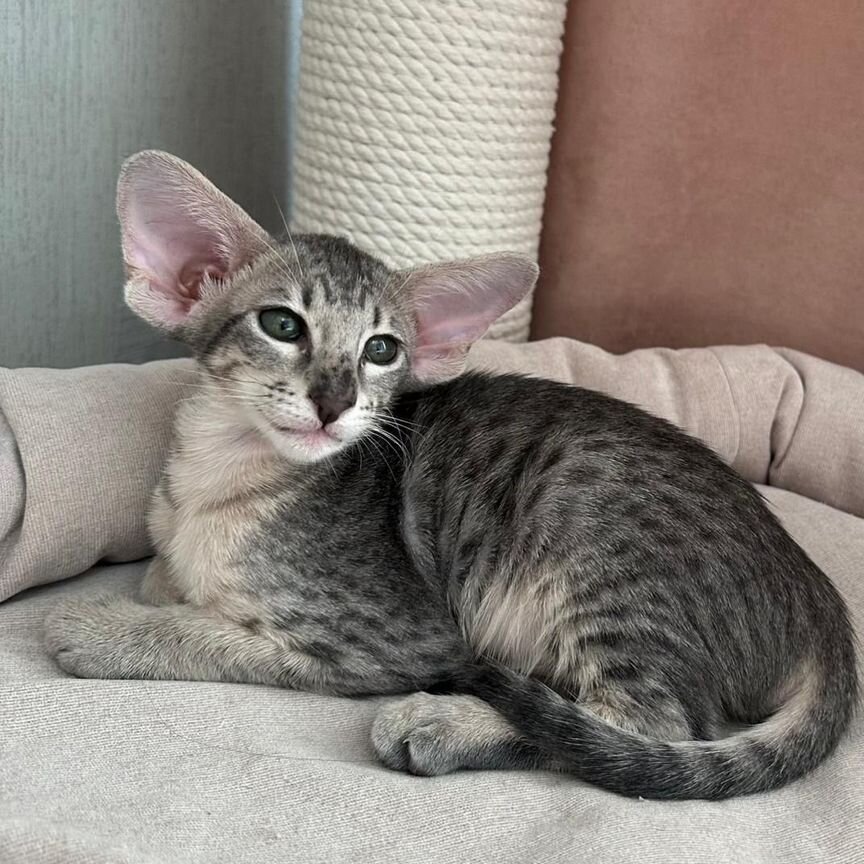 Ориентальные котята экстрим