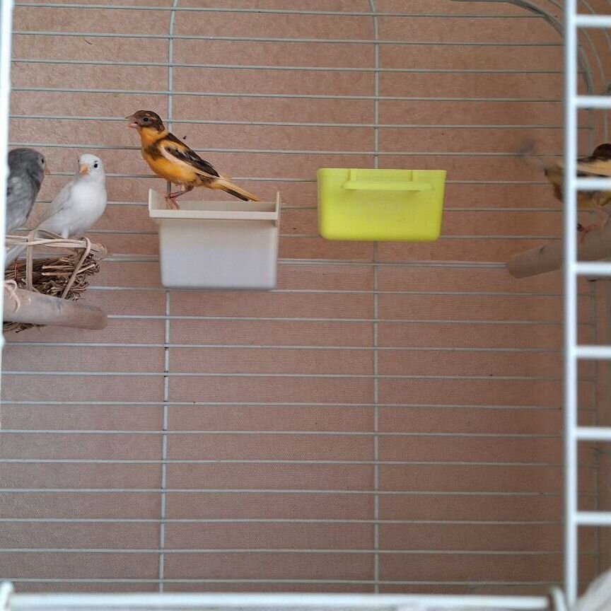 Кенара и канарейки