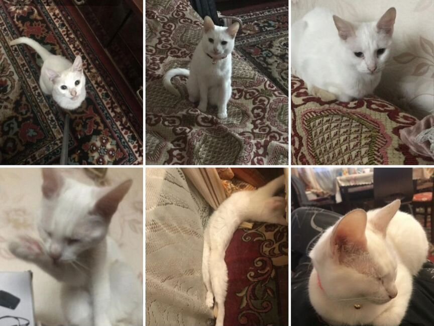 Кошка в дар