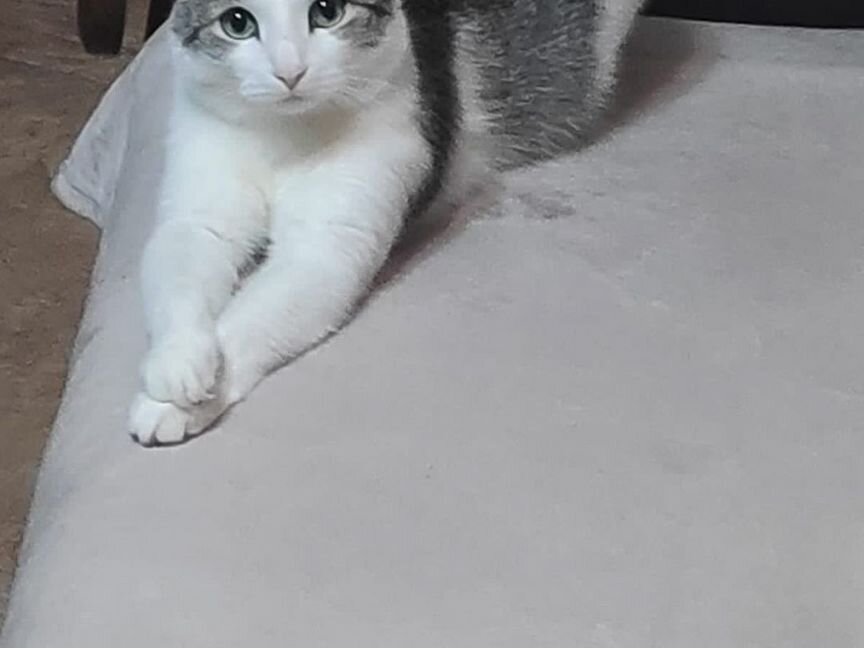 Молодой котик