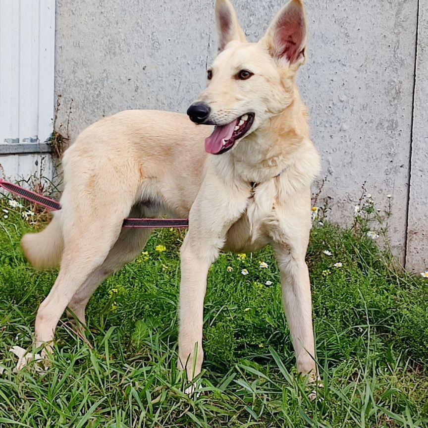 Бежевый мальчик. Очень красивый