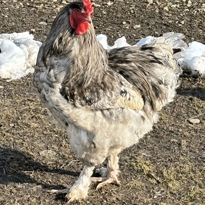 Петух брама