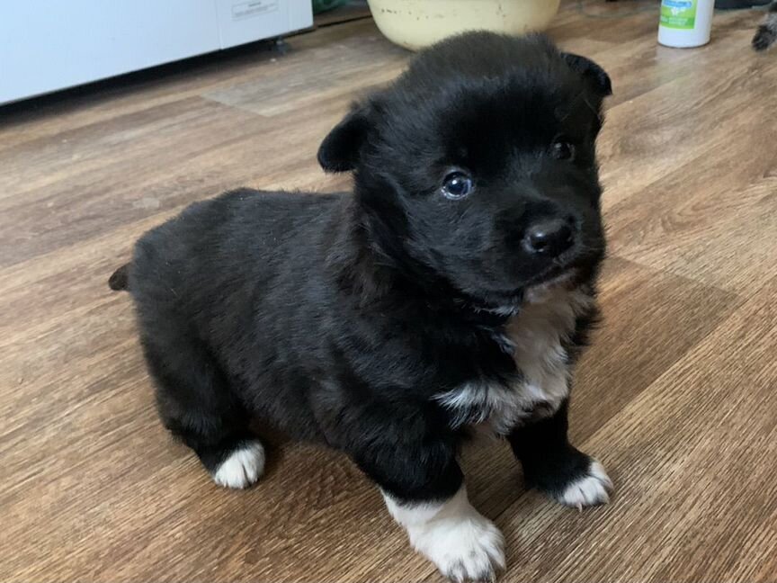 Твой лучший друг