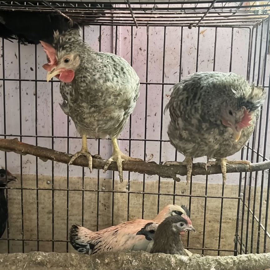 Молодые петушки