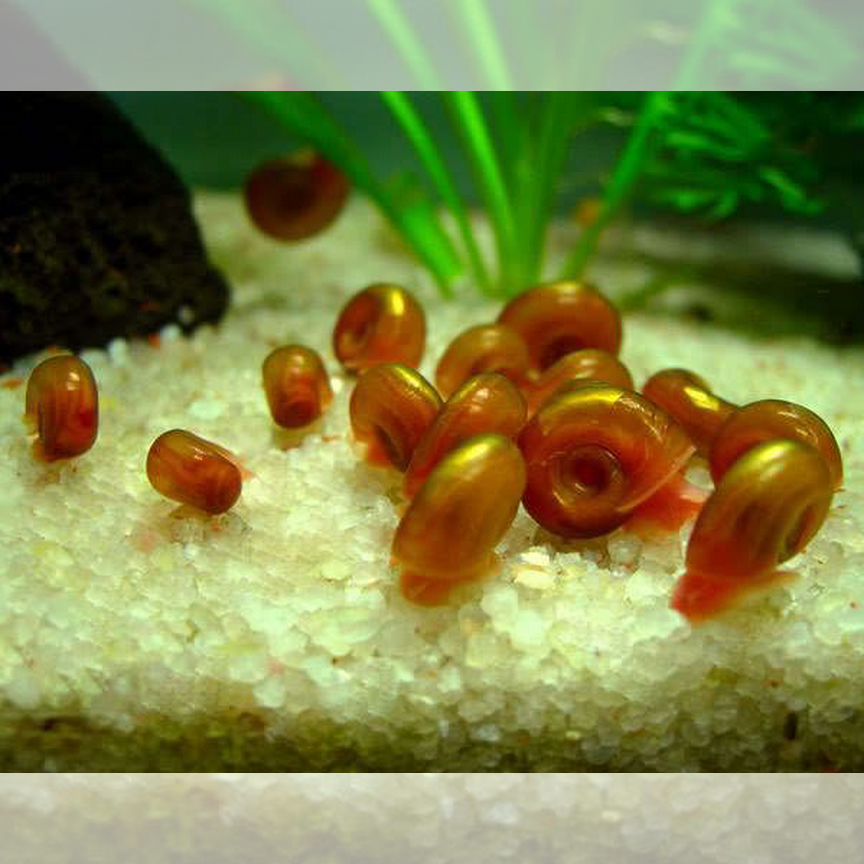 Улитки катушки бесплатно