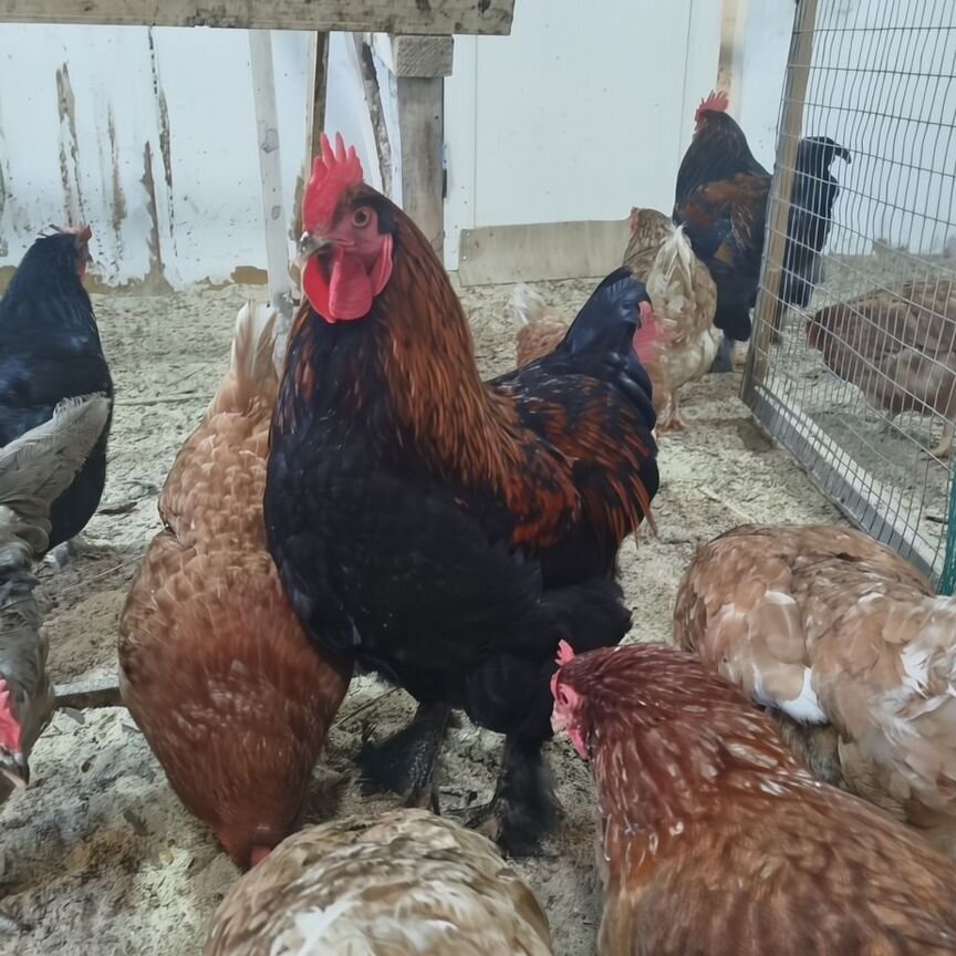 Петушки Фавероль и Доминант куры несушки