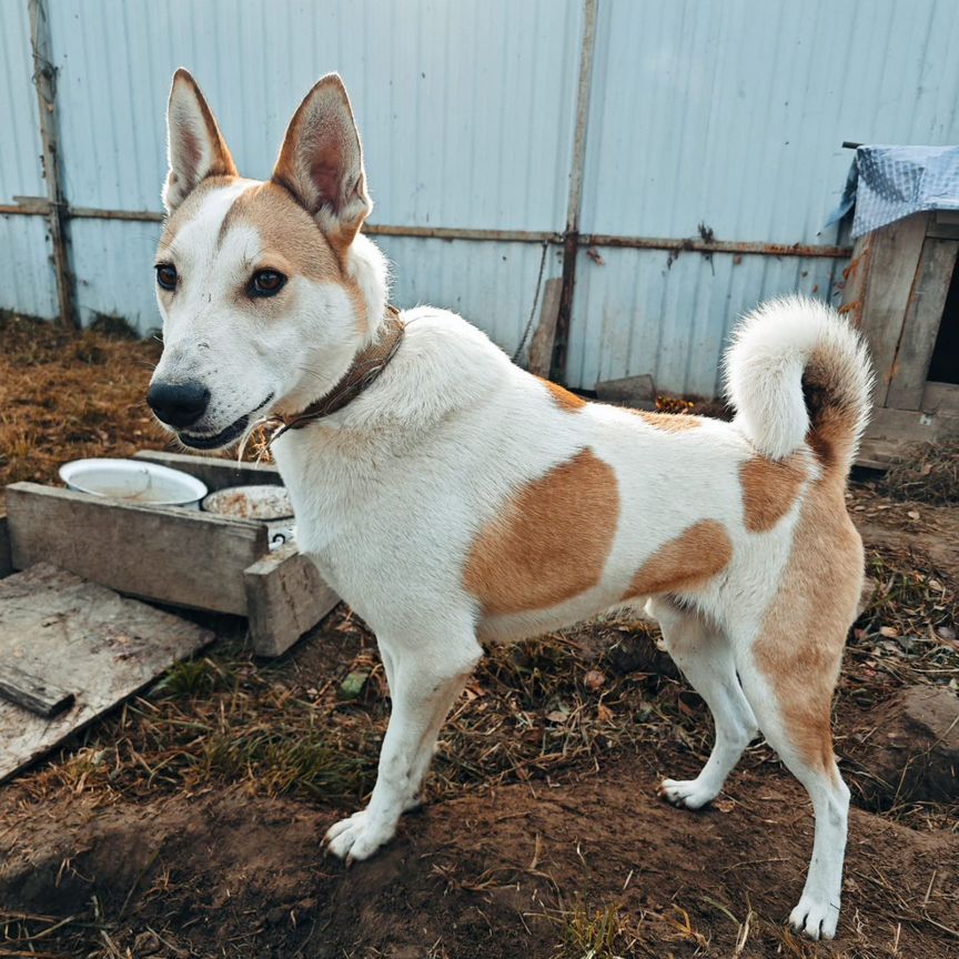 Отдам собаку в добрые руки