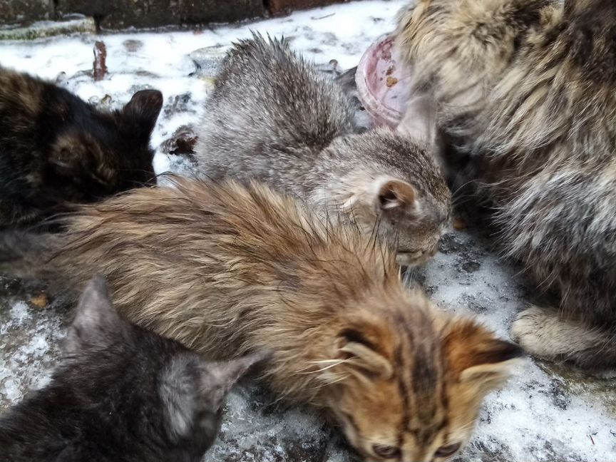 Котята в добрые руки бесплатно