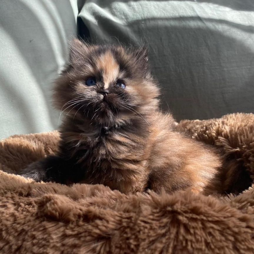 Разноглазая черепашка