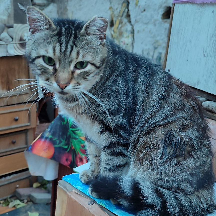 Кот в добрые руки