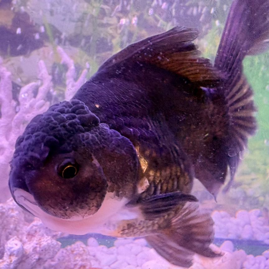 Золотые рыбки