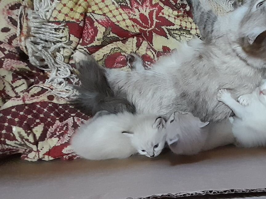 Котята