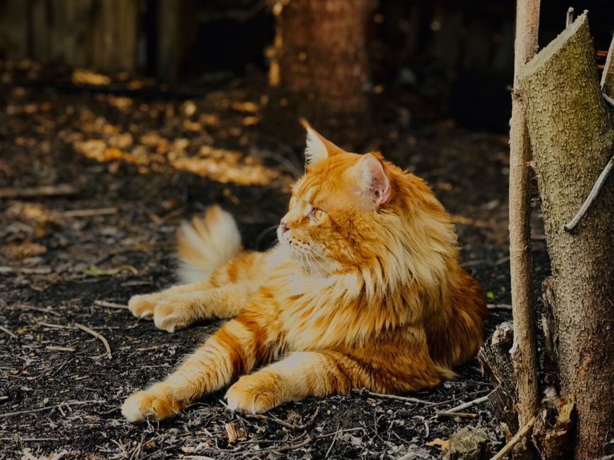 Мейнкун Гарри. Вязка