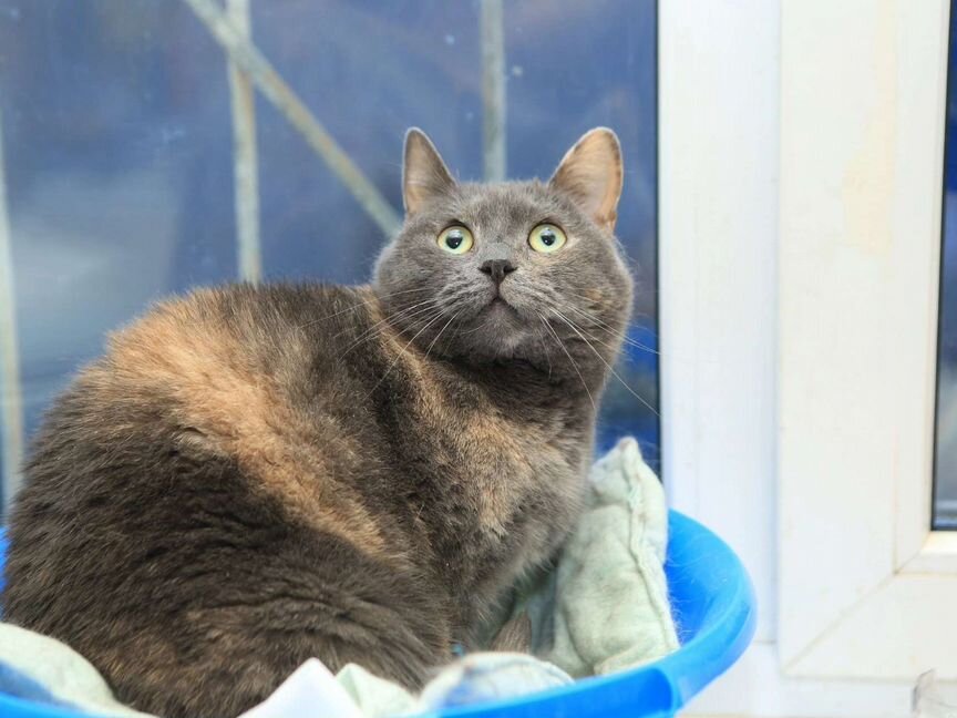 Кошка дымчатая,ласковая кошка из приюта