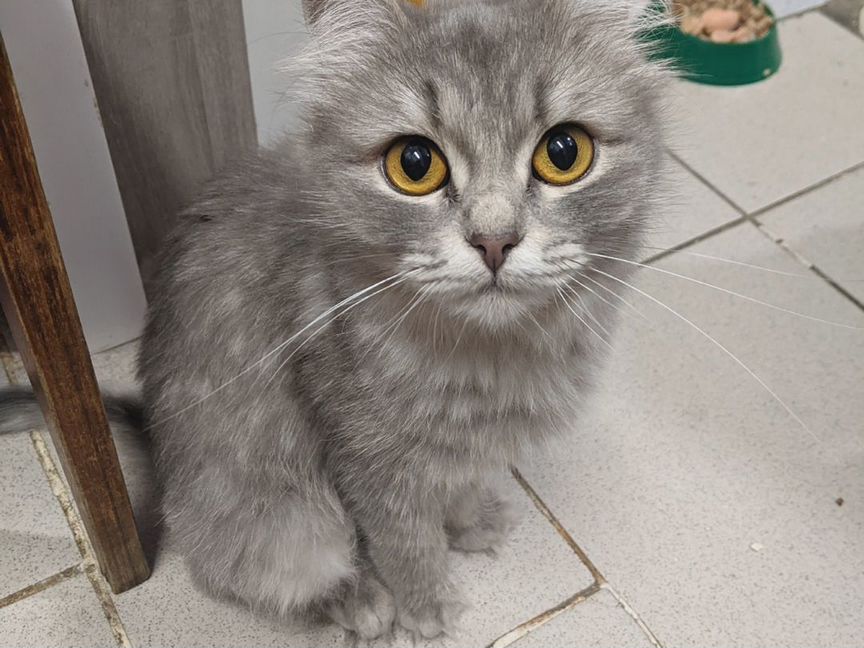 Молодая кошечка Герда, ей 9 месяцев