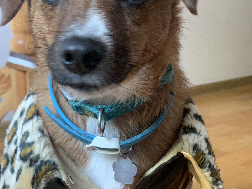 Костюм для таксы