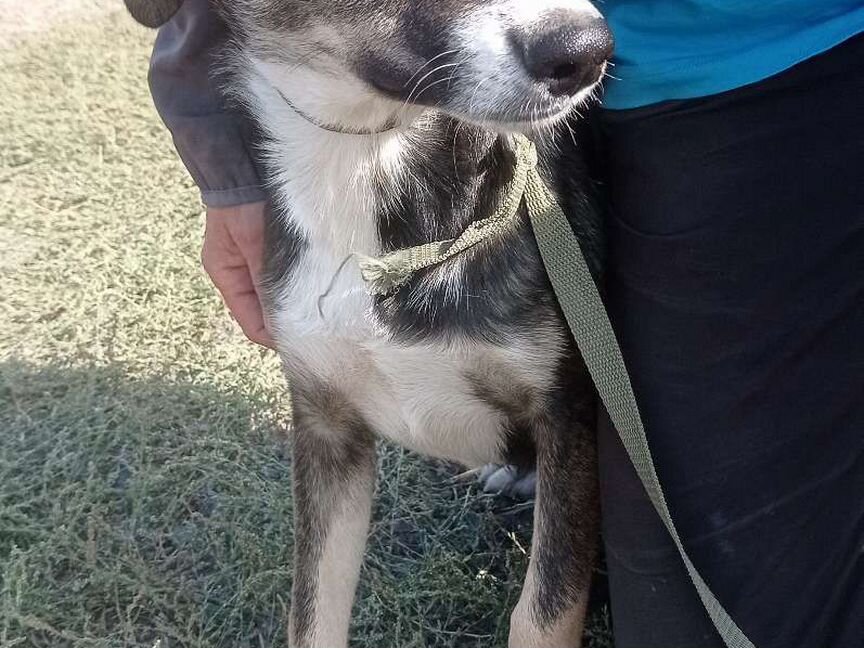 Щенуля-шустрик,лада,5 мес