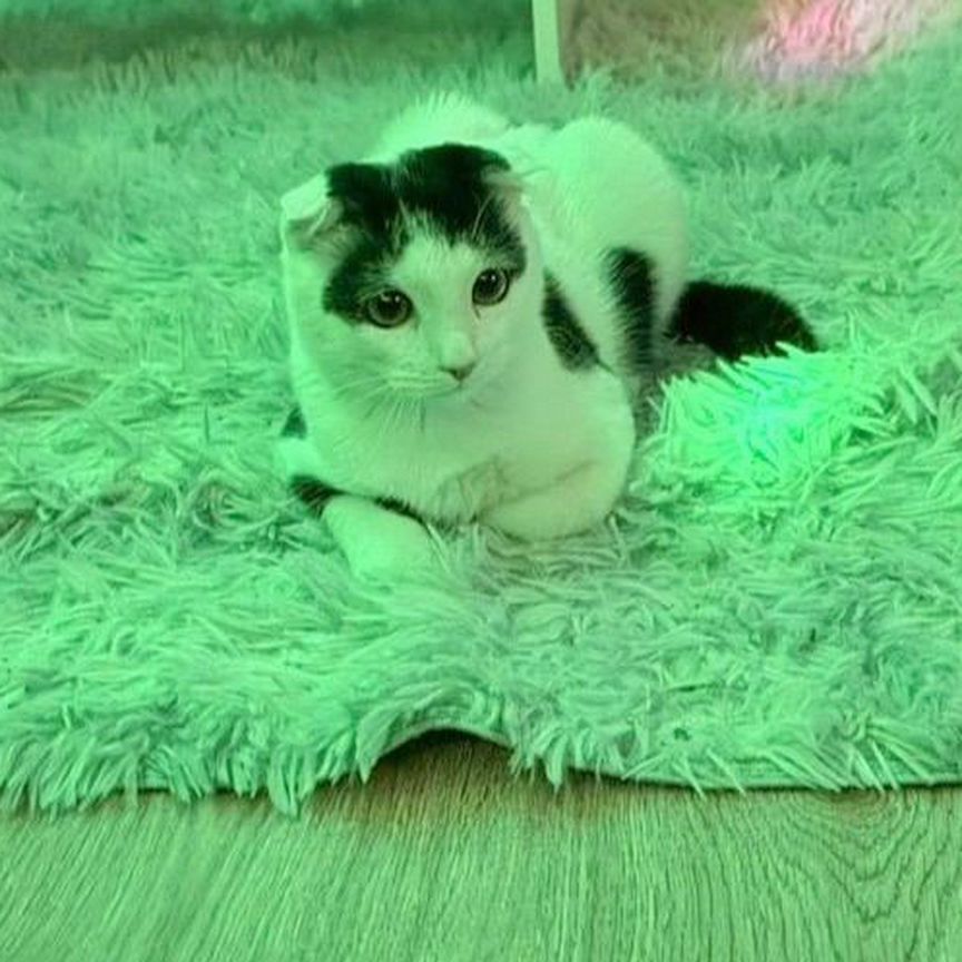 Котенок в добрые руки
