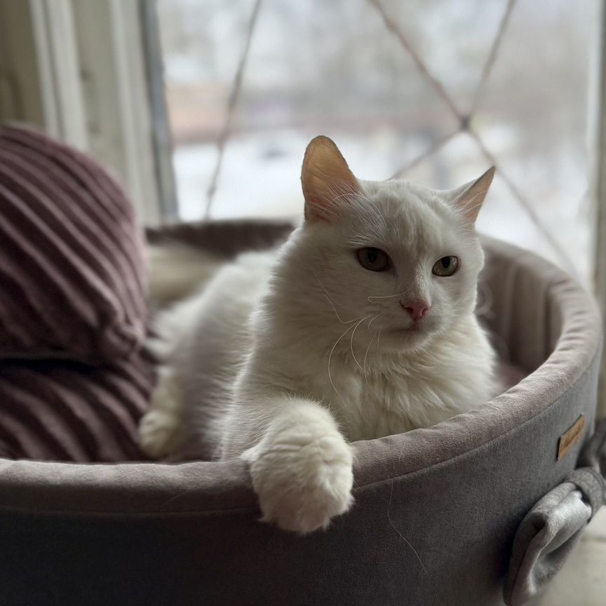 Кошка в добрые руки