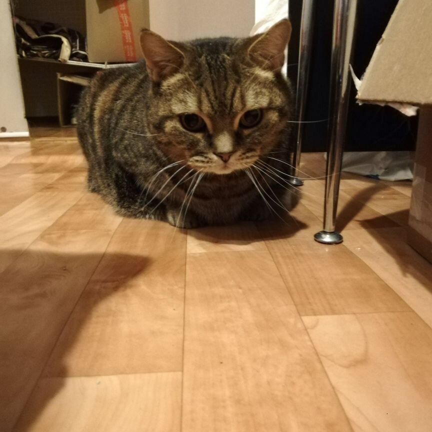 Котик британец ищет дом