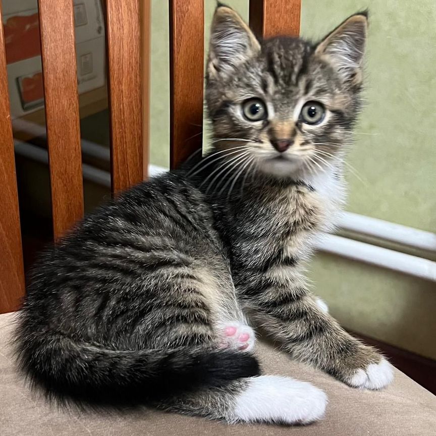 Котёнок